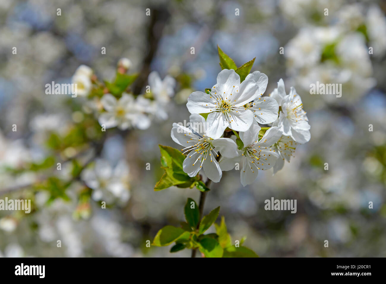 Blooming cherry branch is photographed closeup Stock Photo - Alamy