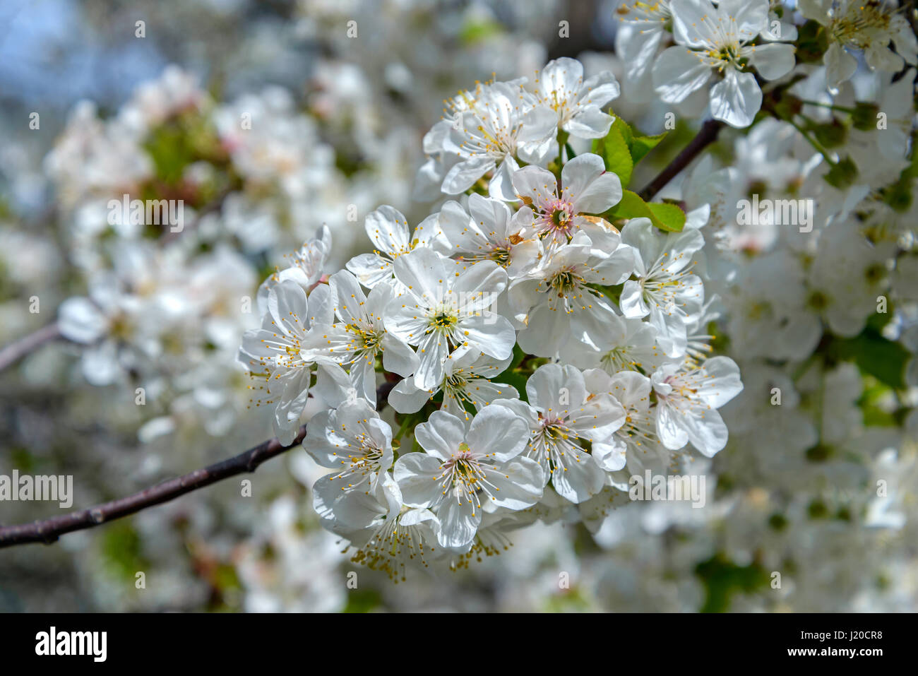 Blooming cherry branch is photographed closeup Stock Photo - Alamy