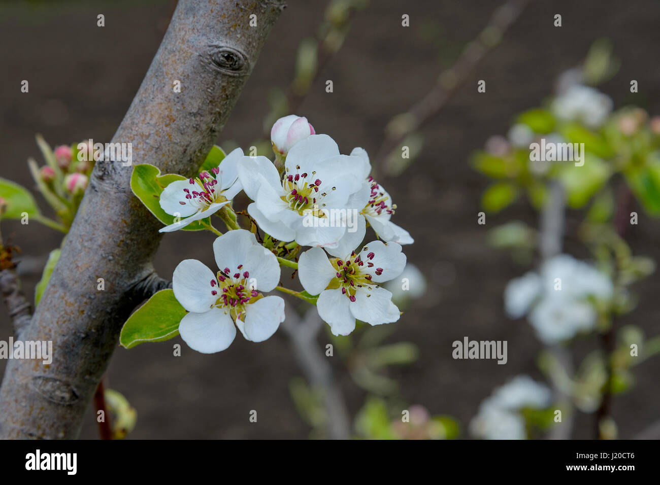 A blossoming pear tree branch is photographed close-up Stock Photo - Alamy