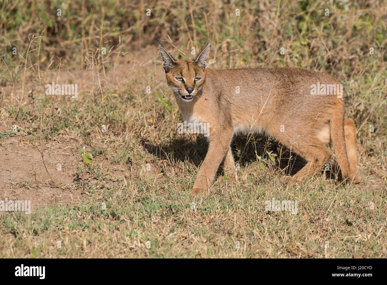 Caracal cat, Tanzania Stock Photo - Alamy