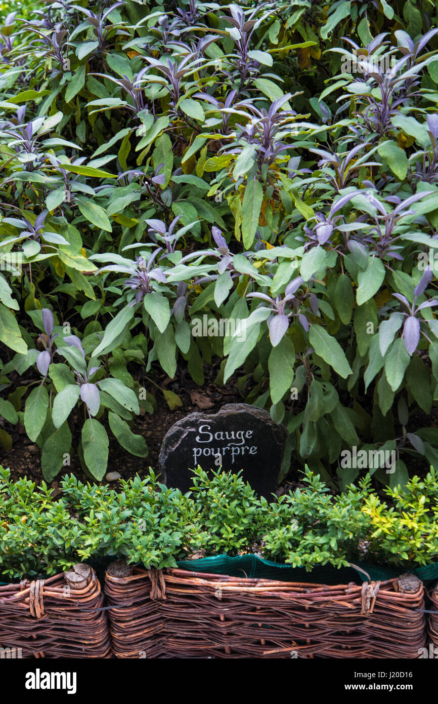 Sage crop hi-res stock photography and images - Alamy