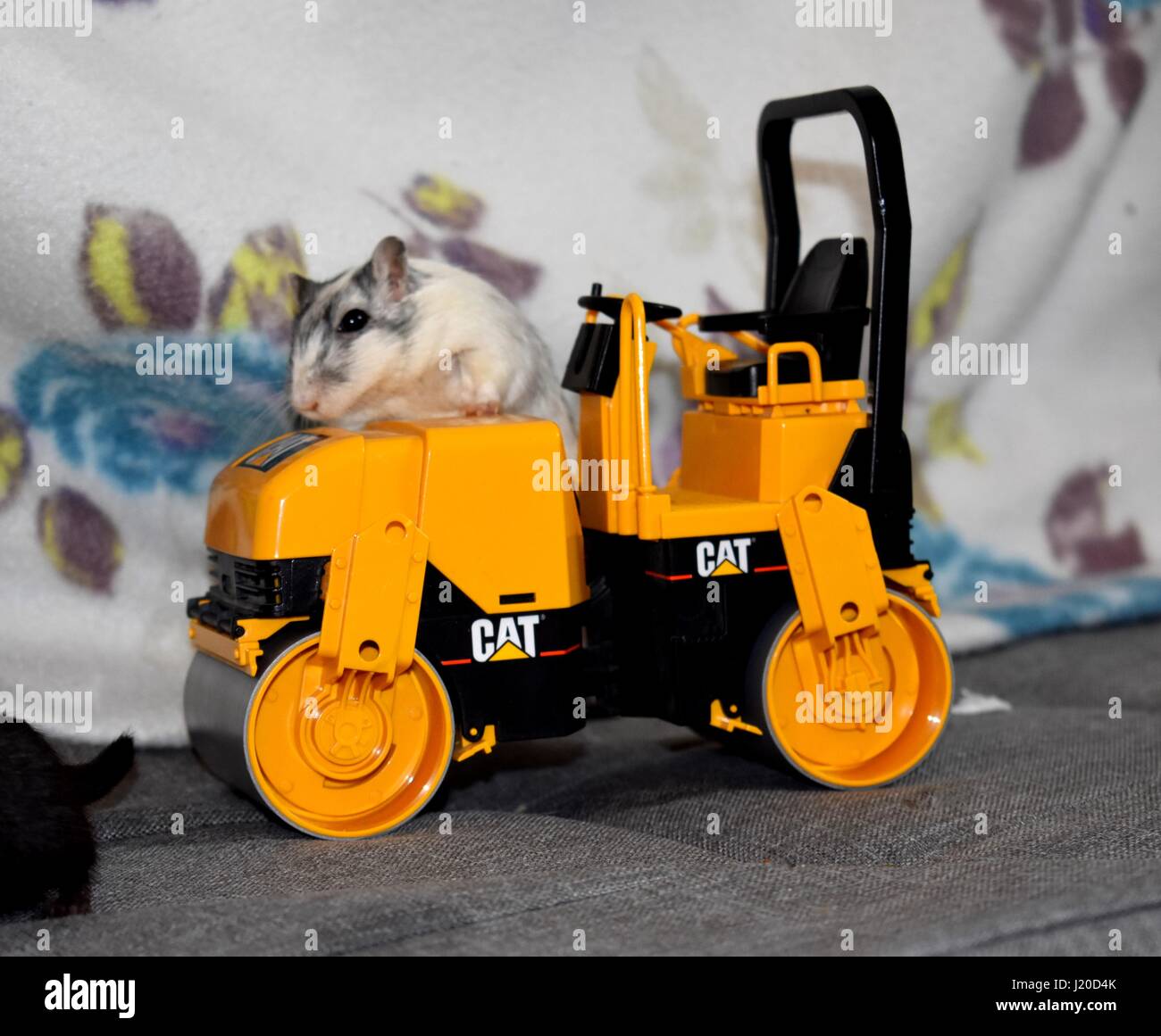 White and grey Gerbil playing on CAT road roller childs toy Stock Photo ...