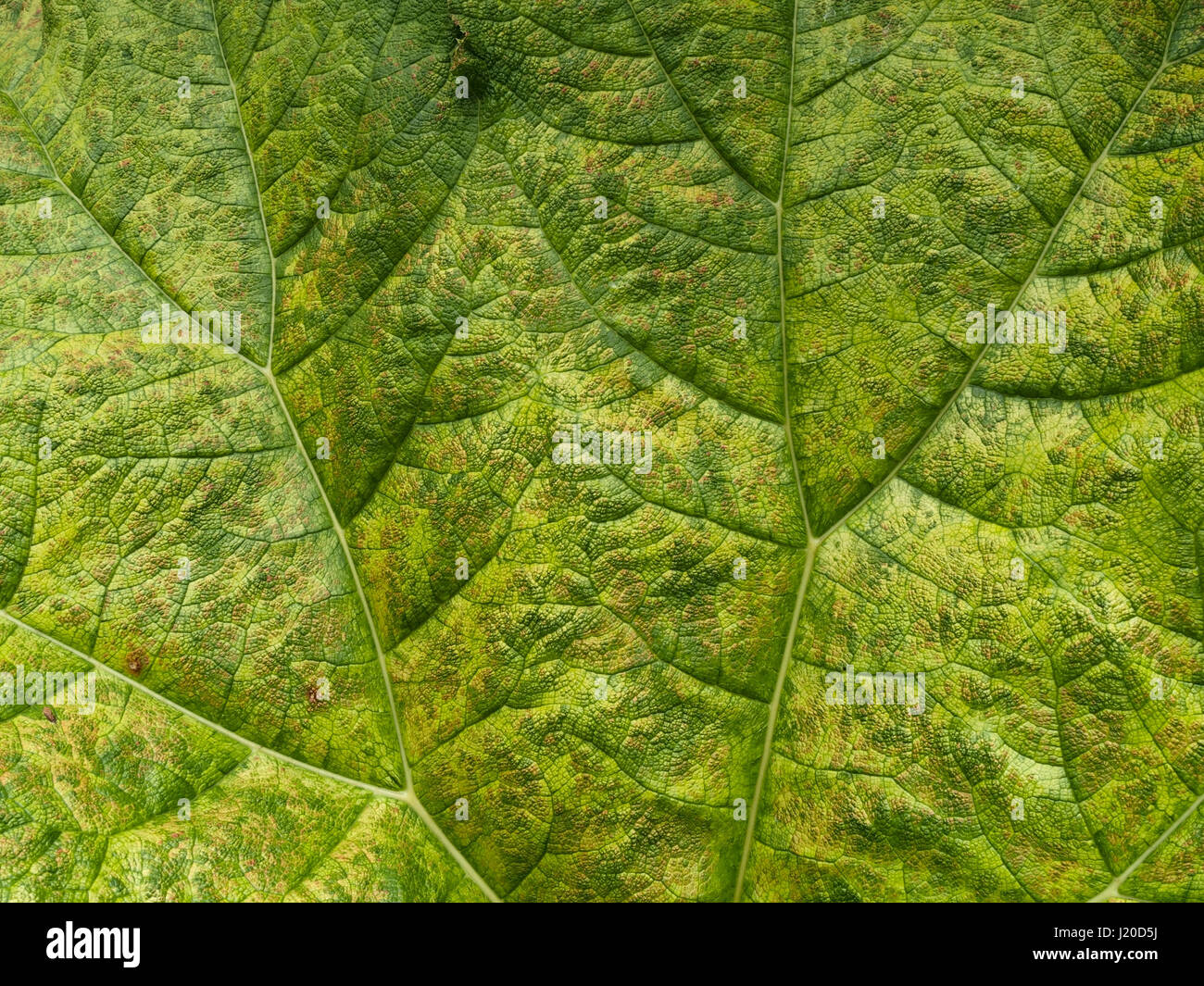 Giant rhubarb (Gunnera manicata) closeup showing structure green leaf ...