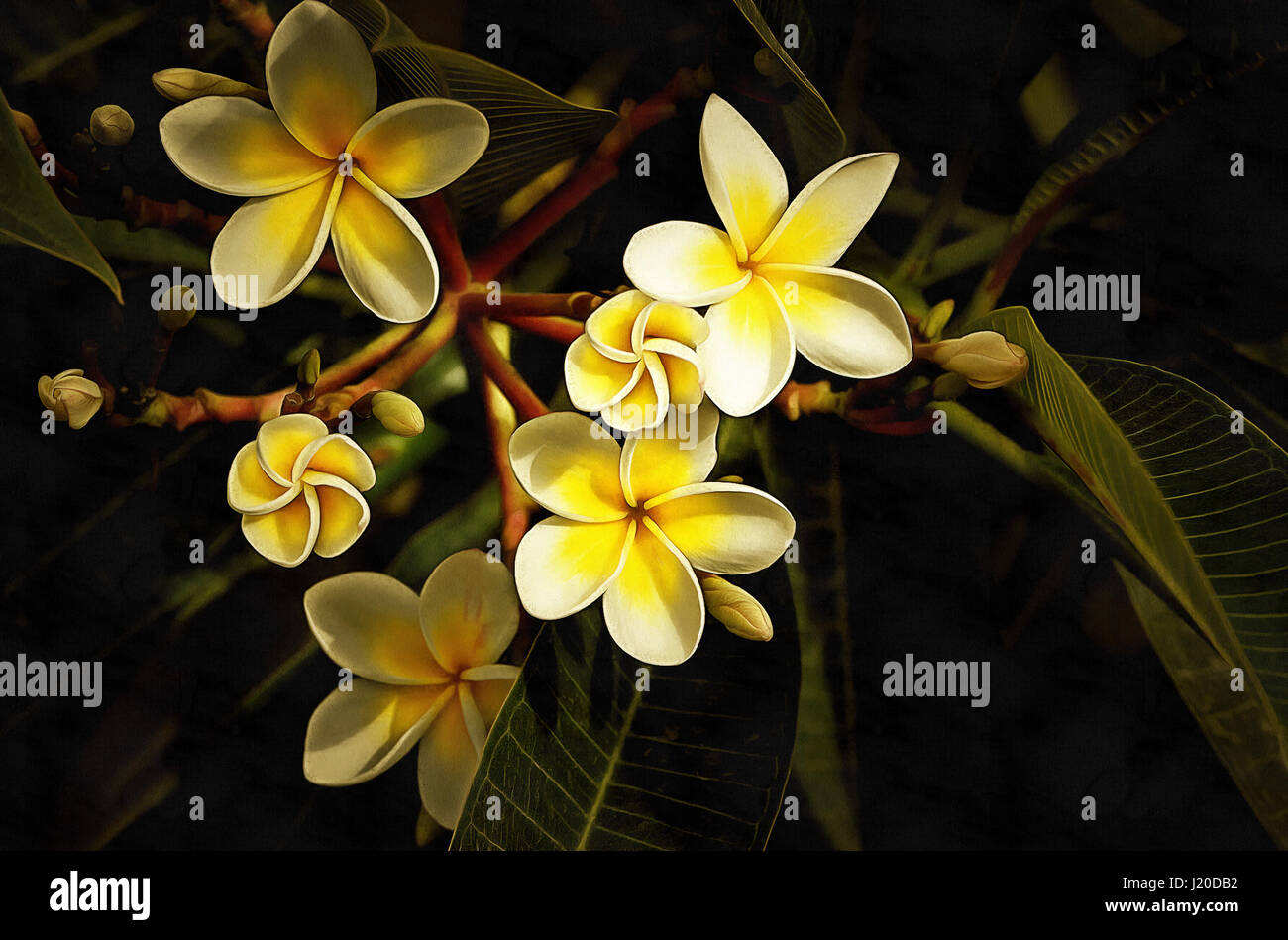 Plumeria , Plumer, Latin Plumeria , images flowers Stock Photo - Alamy