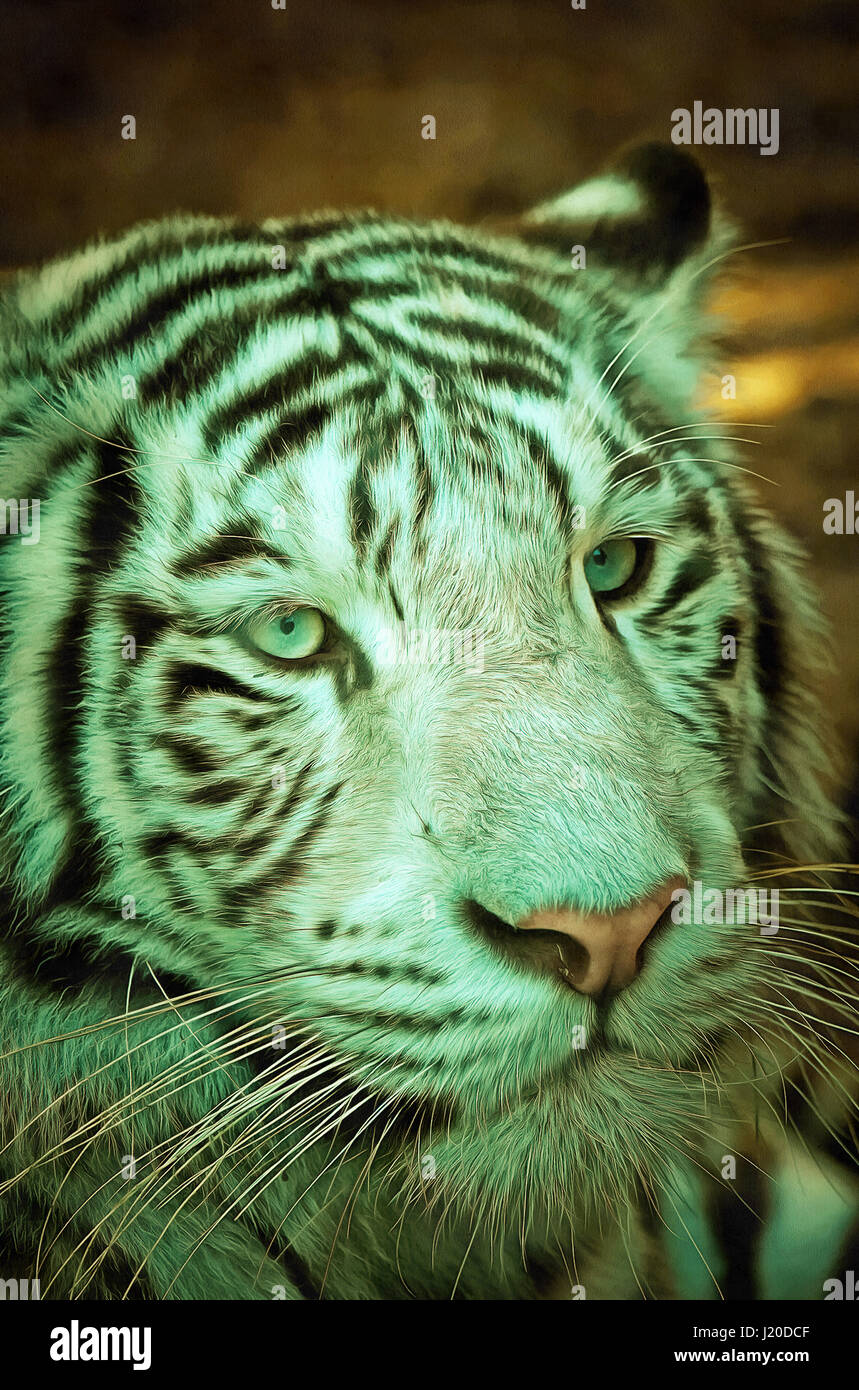 Calendar tigers hi-res stock photography and images - Alamy