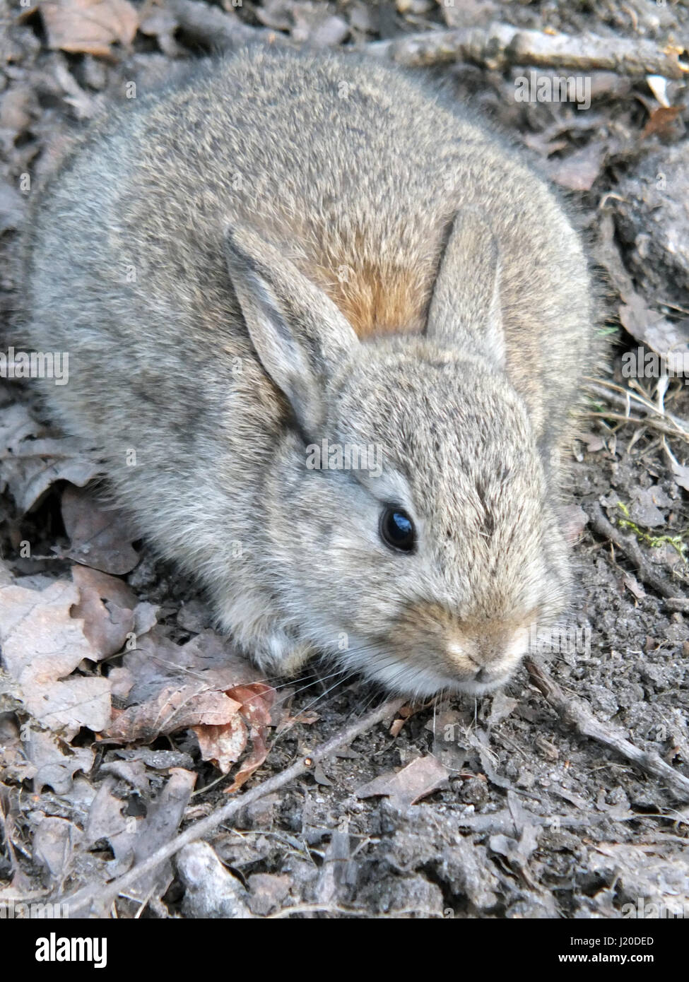 baby kit rabbit camouflaged on earth and leaves Stock Photo - Alamy