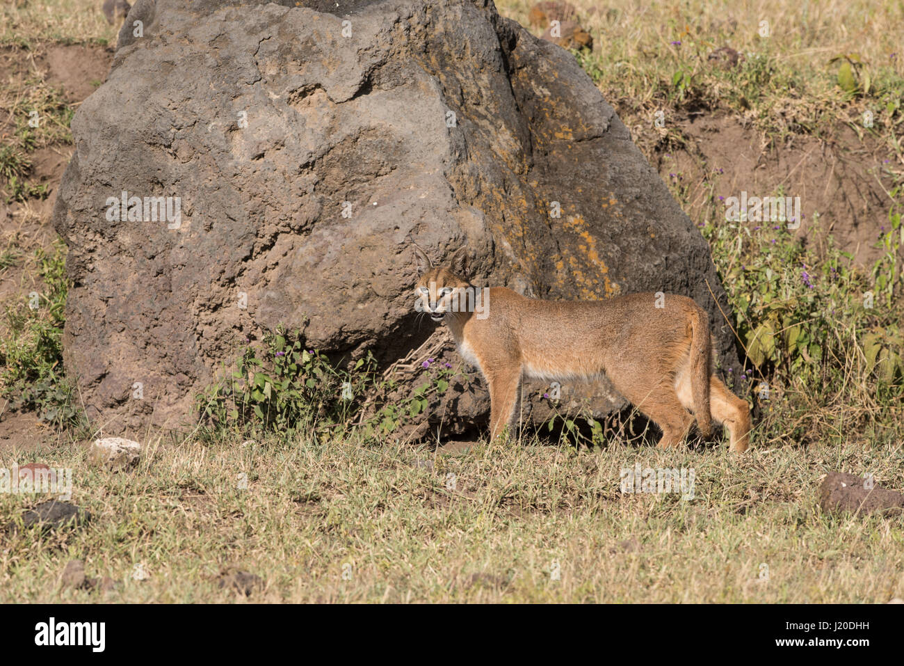 Caracal cat, Tanzania Stock Photo - Alamy