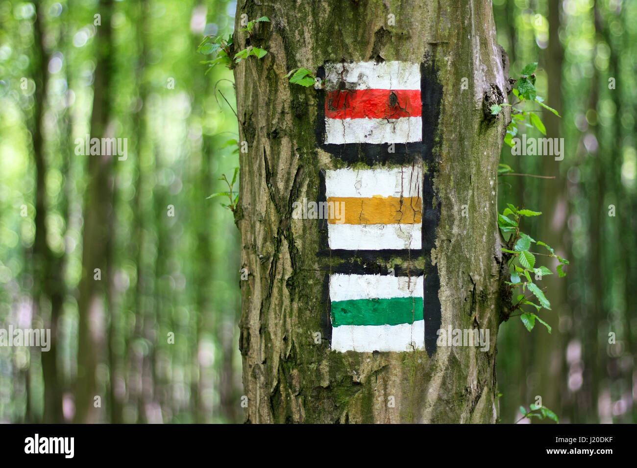 Red, yellow and green tourist sign on tree in the forest Stock Photo ...