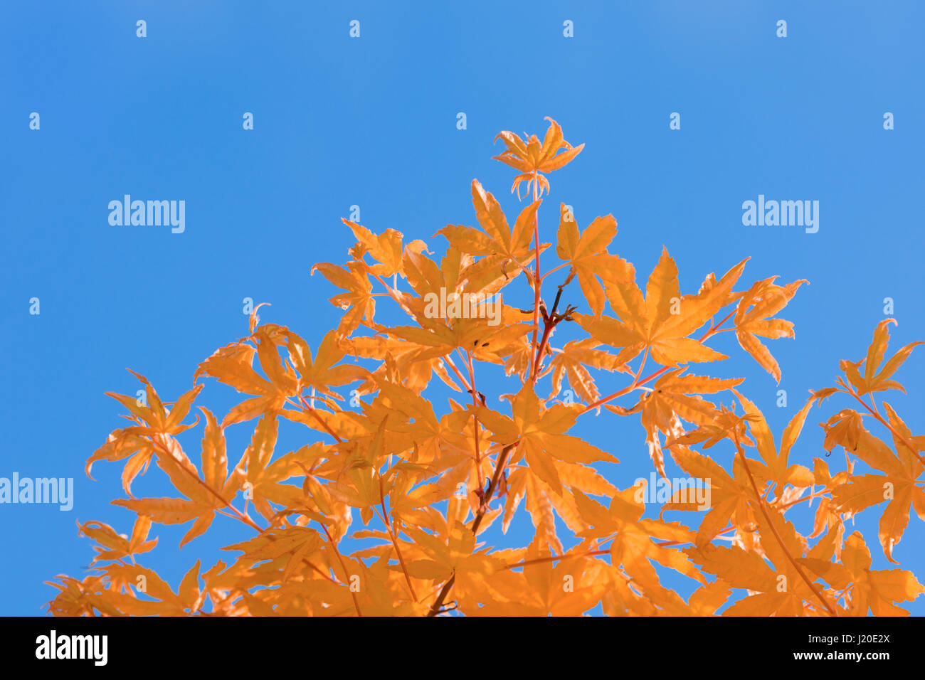 Complementary colors in nature hi-res stock photography and images - Alamy