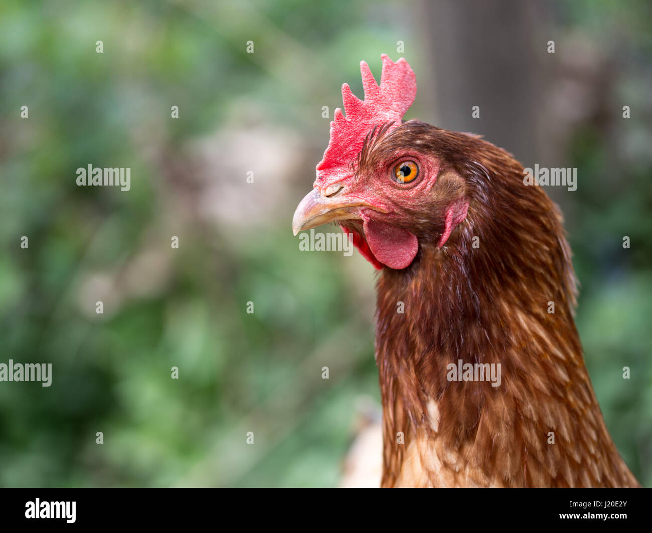 Closeup photo of a brown chicken Stock Photo - Alamy