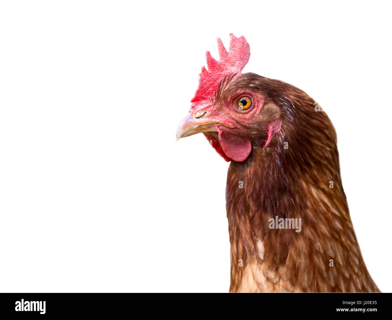 Closeup photo of a brown chicken Stock Photo - Alamy