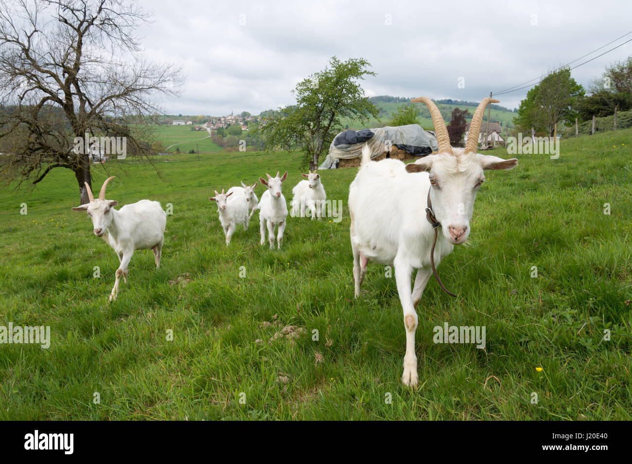 Several goats walking towards the camera Stock Photo - Alamy