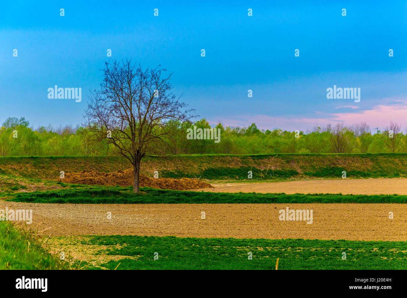 Really saturated landscape with a central tree without leaves Stock ...
