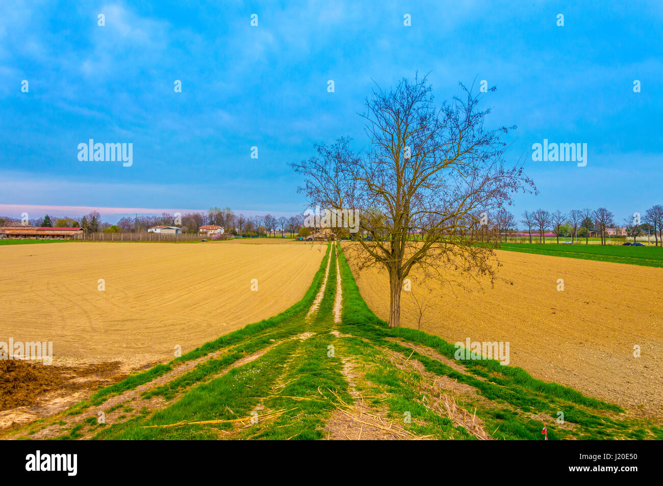 Really saturated landscape with a central tree without leaves Stock ...