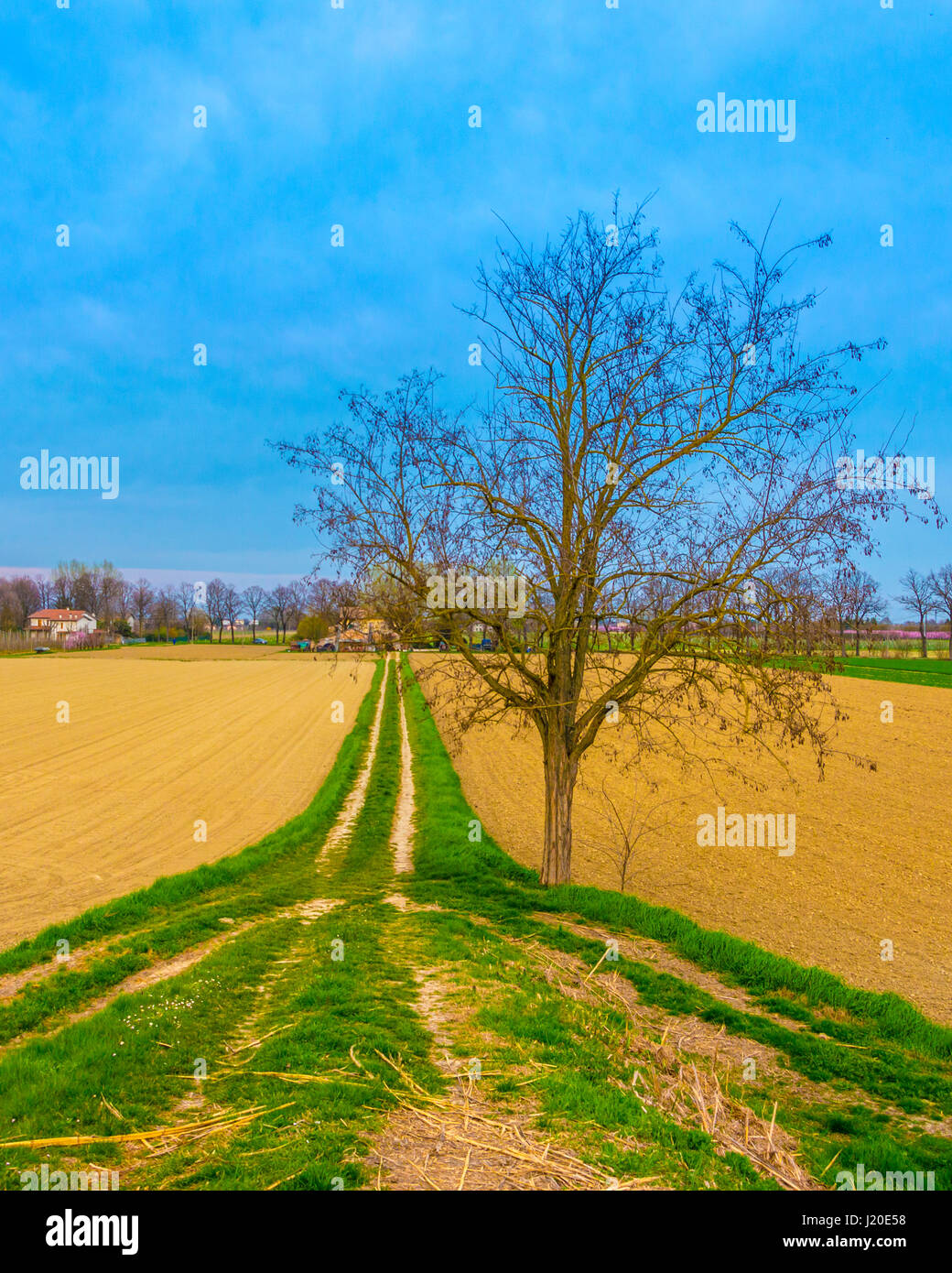 Really saturated landscape with a central tree without leaves Stock ...