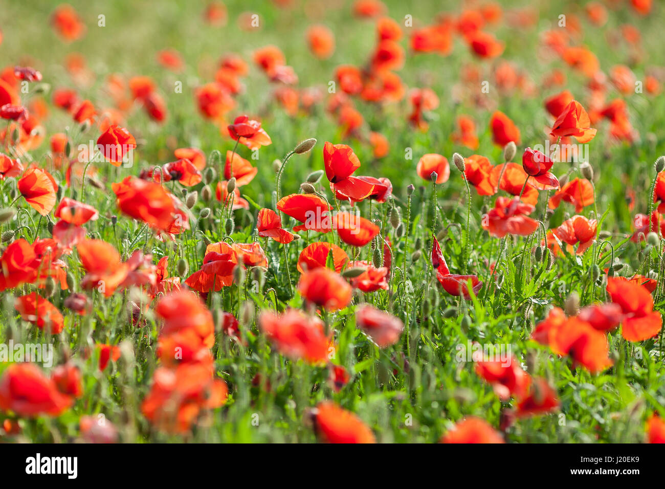 Poppy farming, nature, agriculture concept - industrial farming of ...