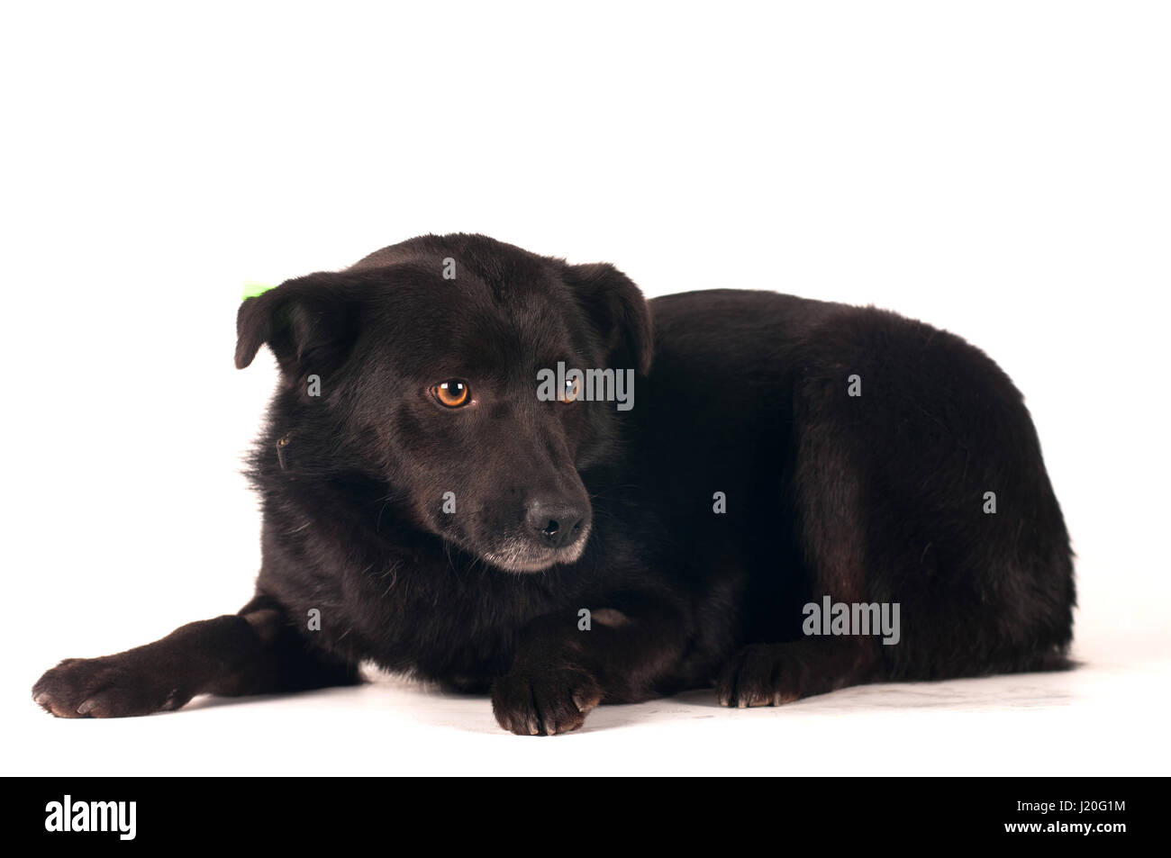 Mixed breed black dog portrait studio shot isolated on white background ...