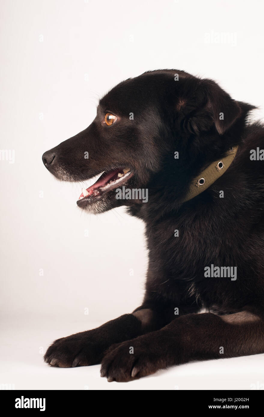 Mixed breed black dog portrait studio shot on white background Stock ...