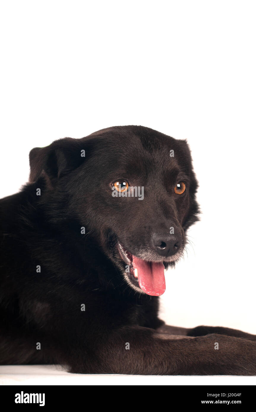 Mixed breed black dog portrait studio shot isolated on white background ...