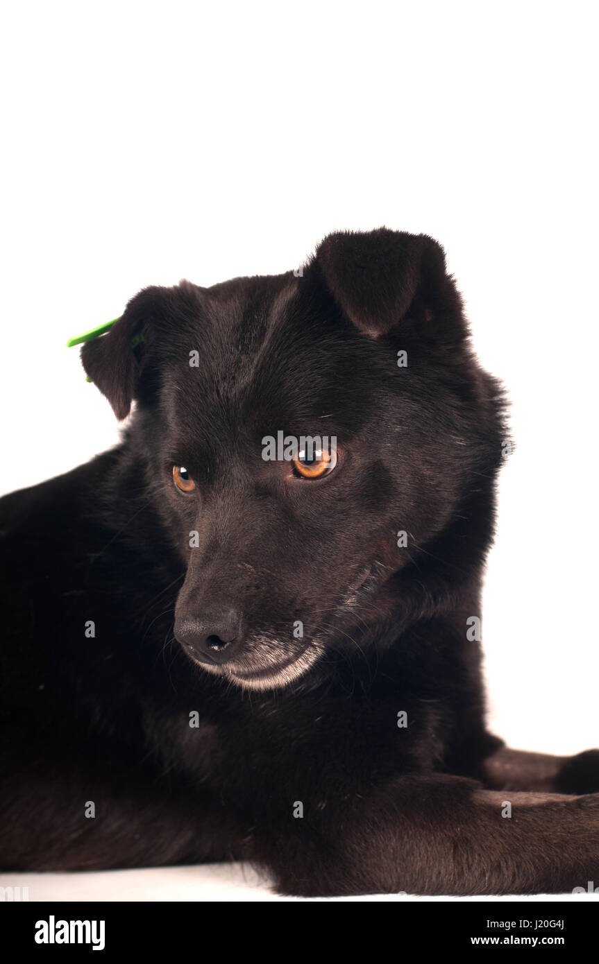 Mixed breed black dog portrait studio shot isolated on white background ...