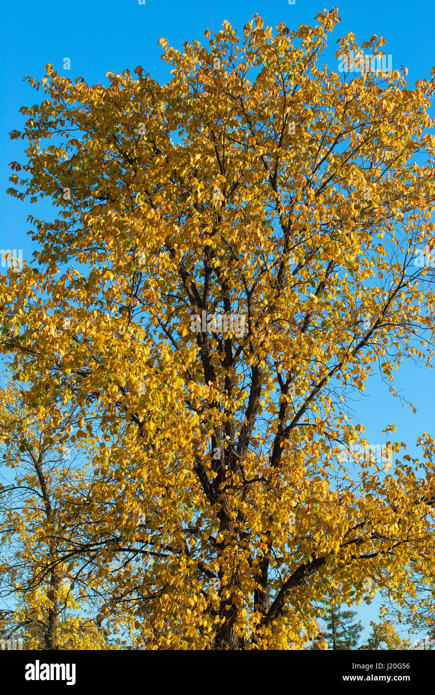Fall foliage, Assiniboine Park, Winnipeg, Manitoba, Canada Stock Photo ...