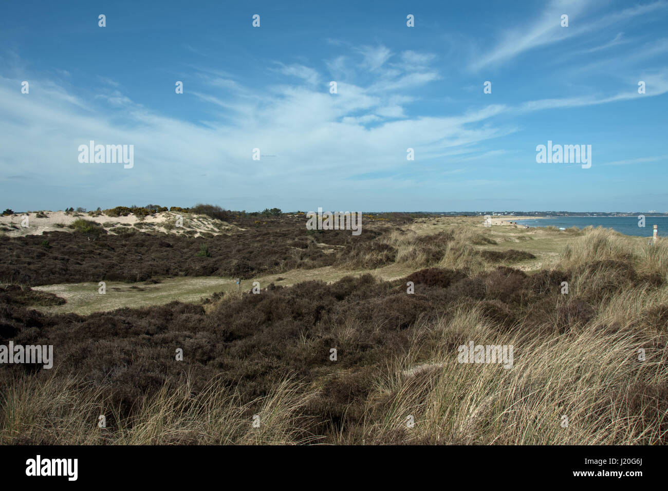 Purbeck National Nature Reserve, Studland, Dorset Stock Photo - Alamy