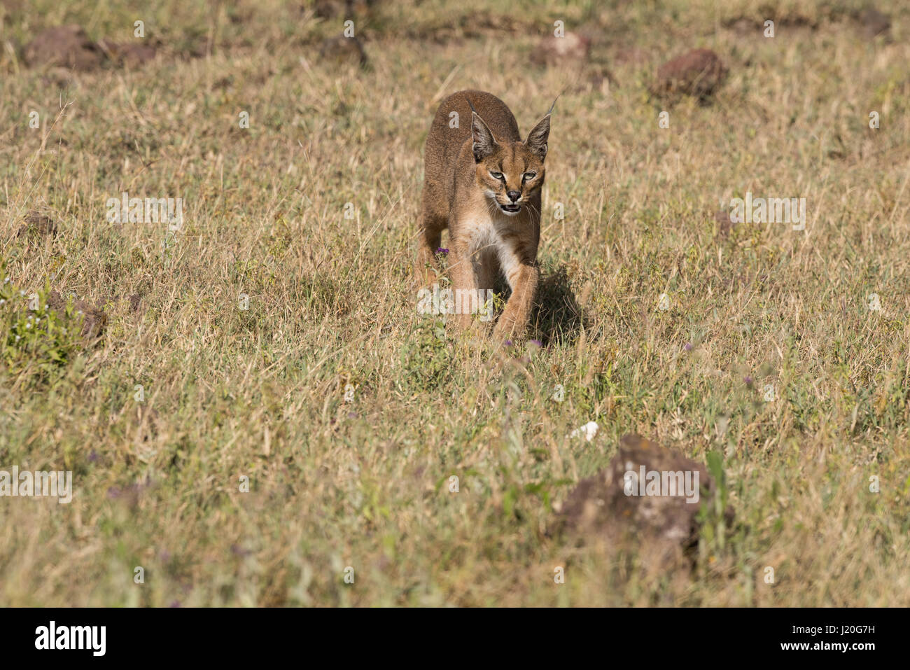 Caracal cat, Tanzania Stock Photo - Alamy