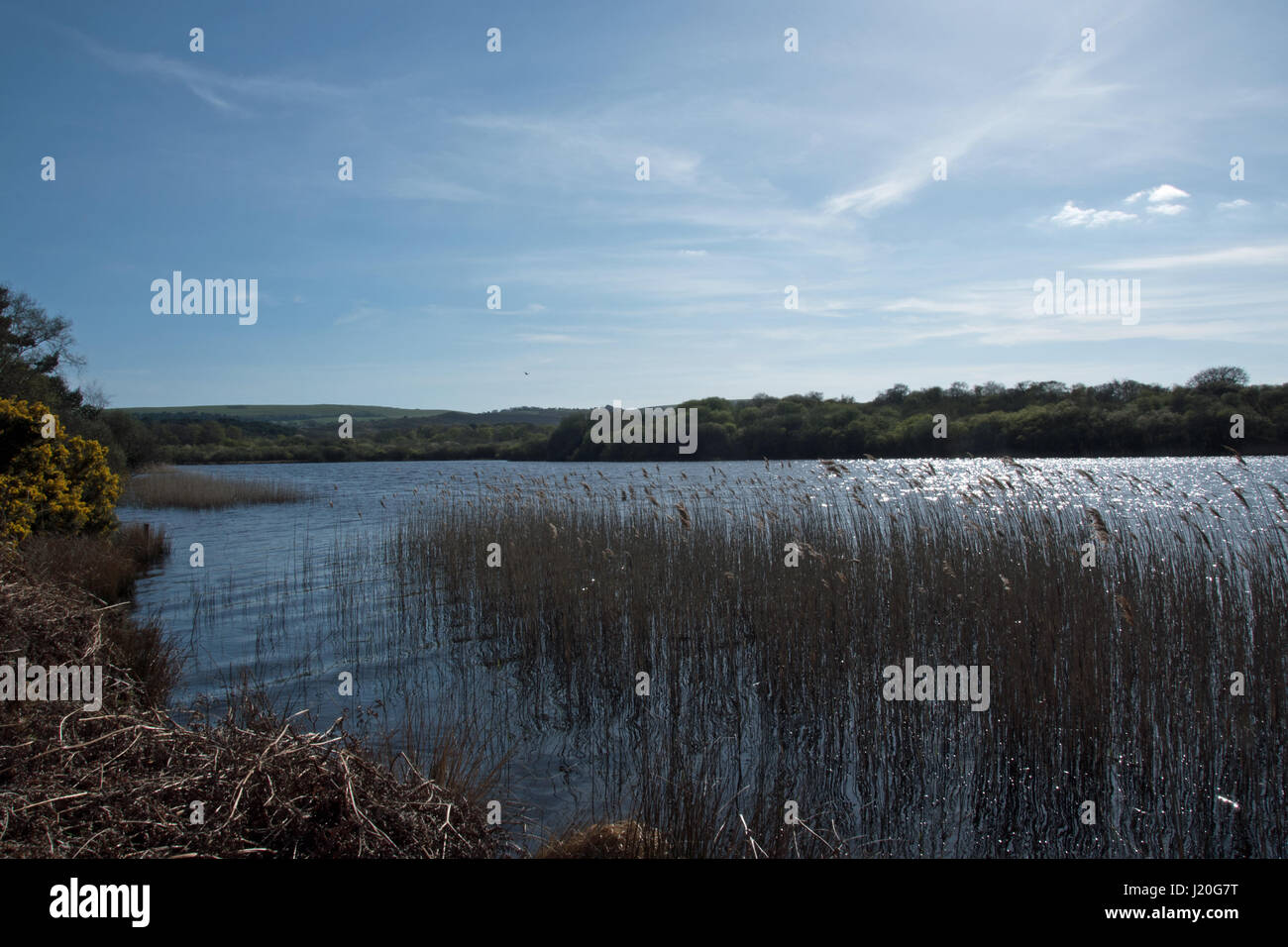 Purbeck National Nature Reserve, Studland, Dorset Stock Photo - Alamy