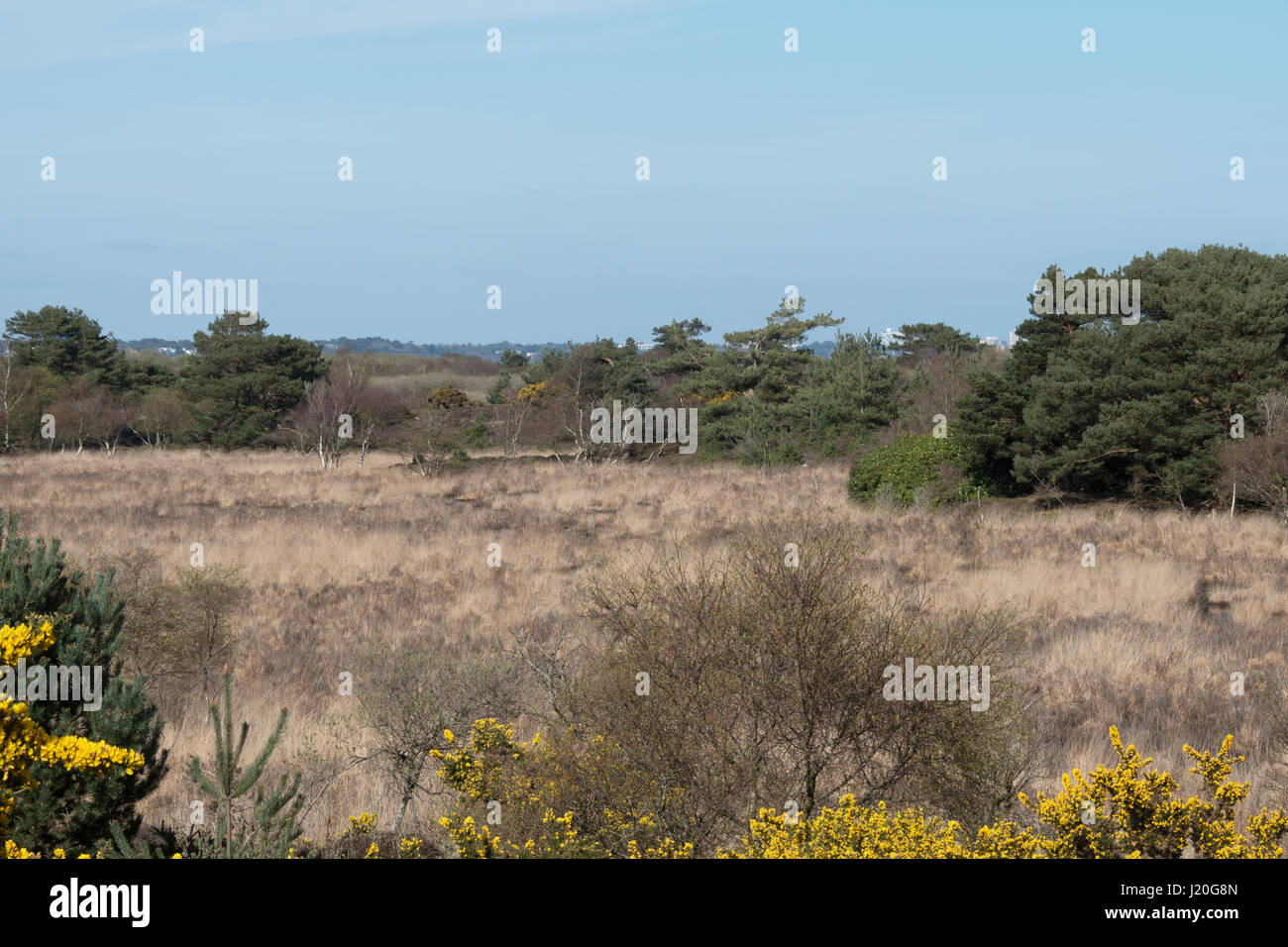 Studland Heath National Nature Reserve, Dorset Stock Photo - Alamy