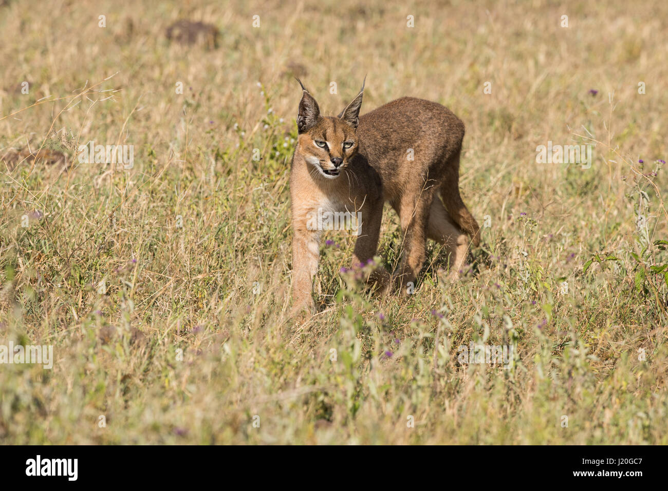 Caracal cat, Tanzania Stock Photo - Alamy