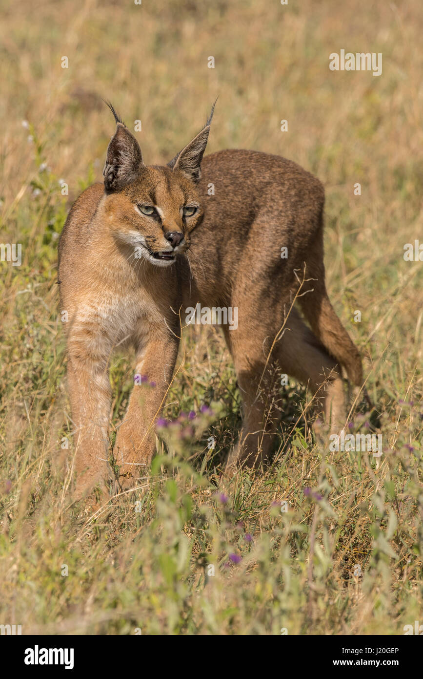 Caracal cat, Tanzania Stock Photo - Alamy