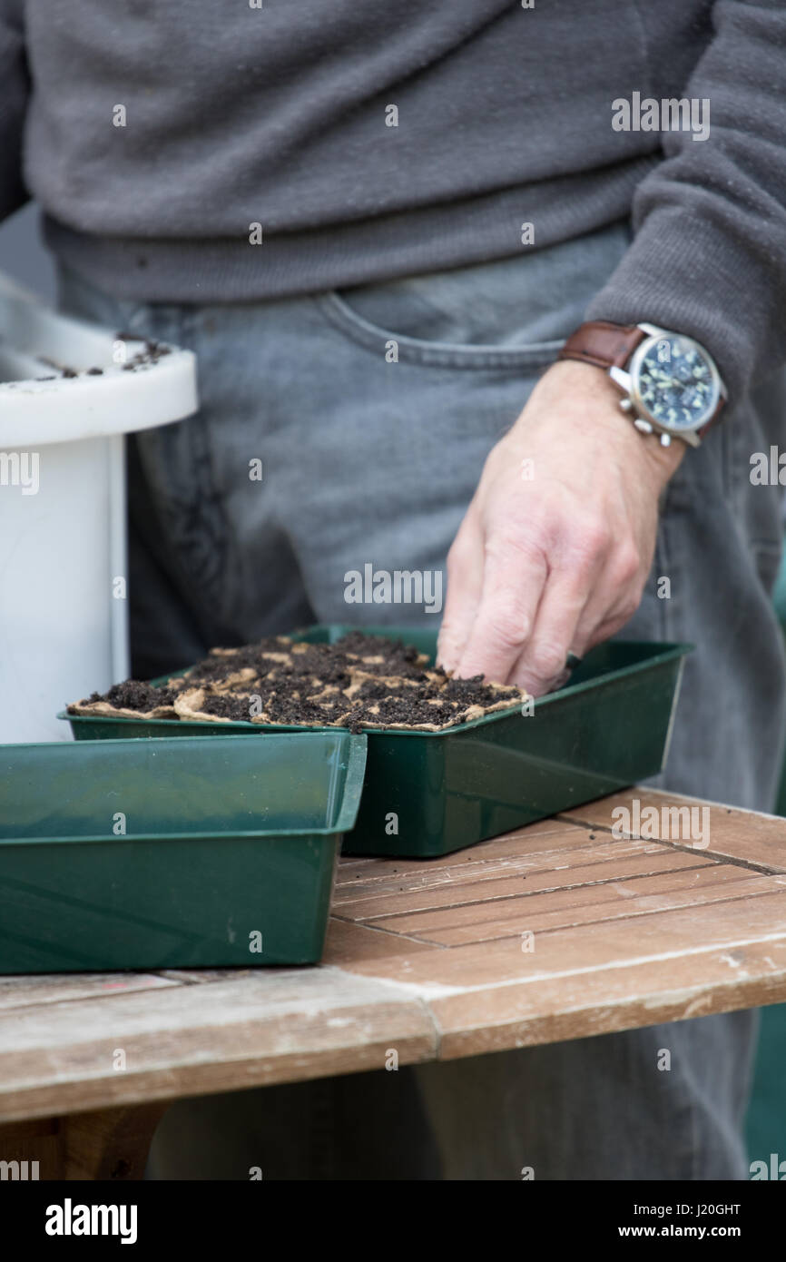 Amateur Gardener putting soil into small pots ready to add seeds Stock ...