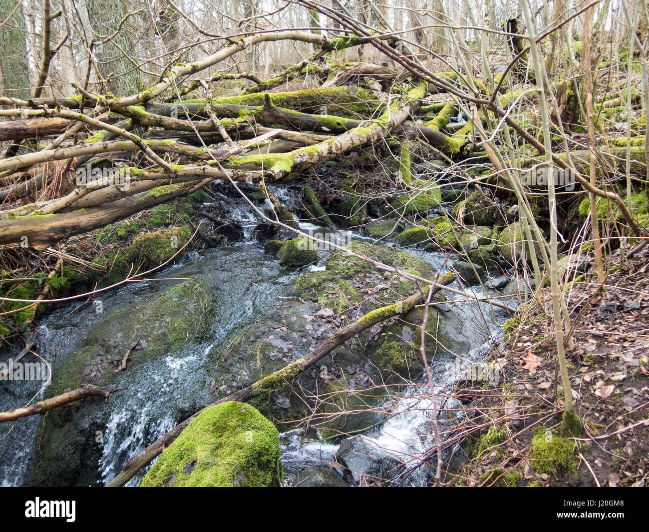 one big stone in the water full of moss and many leaf and tree aroun ...
