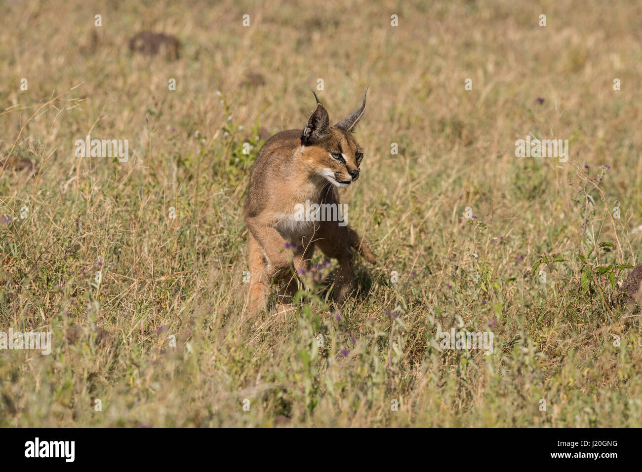 Caracal cat, Tanzania Stock Photo - Alamy