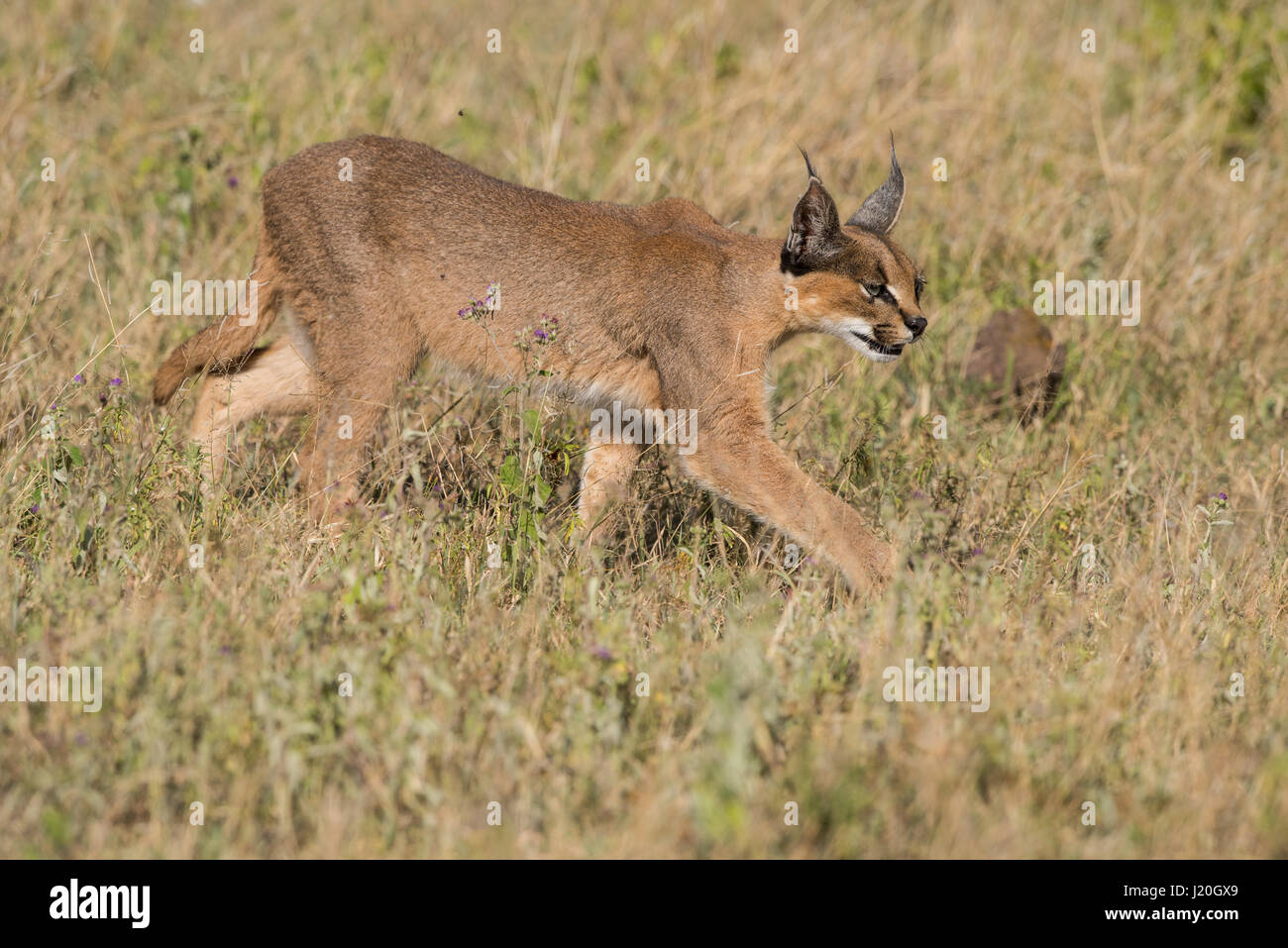 Caracal caracal hunting hi-res stock photography and images - Alamy