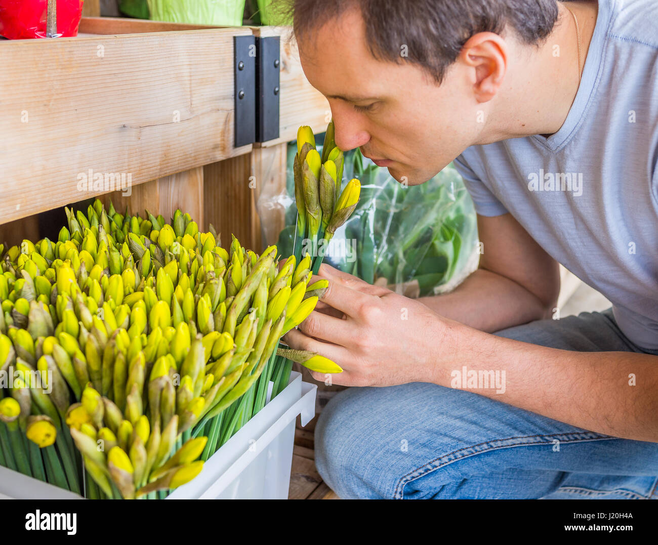 Side profile closeup of man smelling closed daffodil flowers on store ...