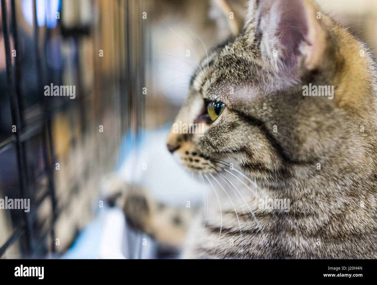 Face cage hi-res stock photography and images - Alamy