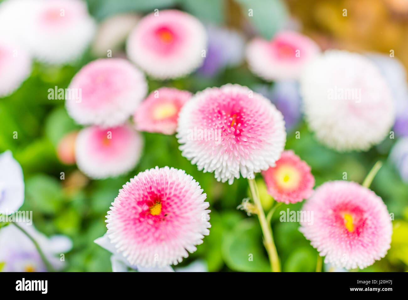 Bellis perennis tasso pink bellis perennis hi-res stock photography and ...