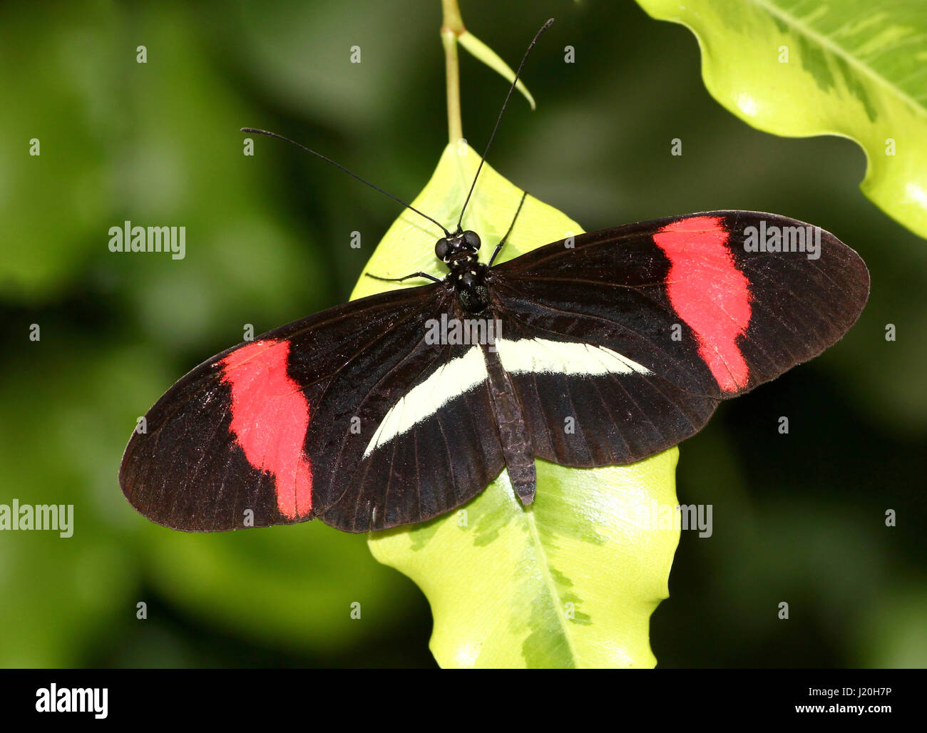 Small postman butterfly - lgLasi