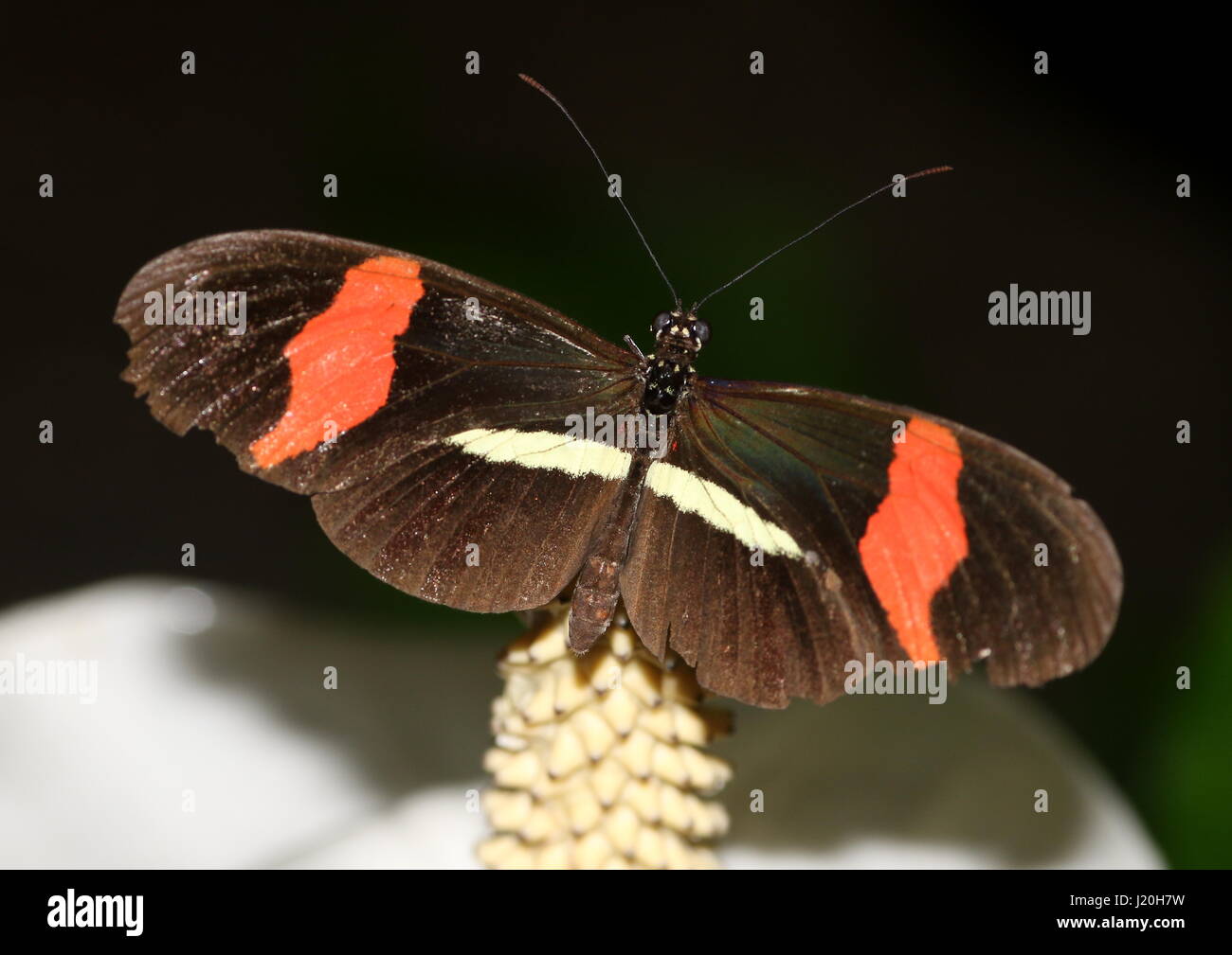 Mexican / South American Red or Small Postman Butterfly (Heliconius ...