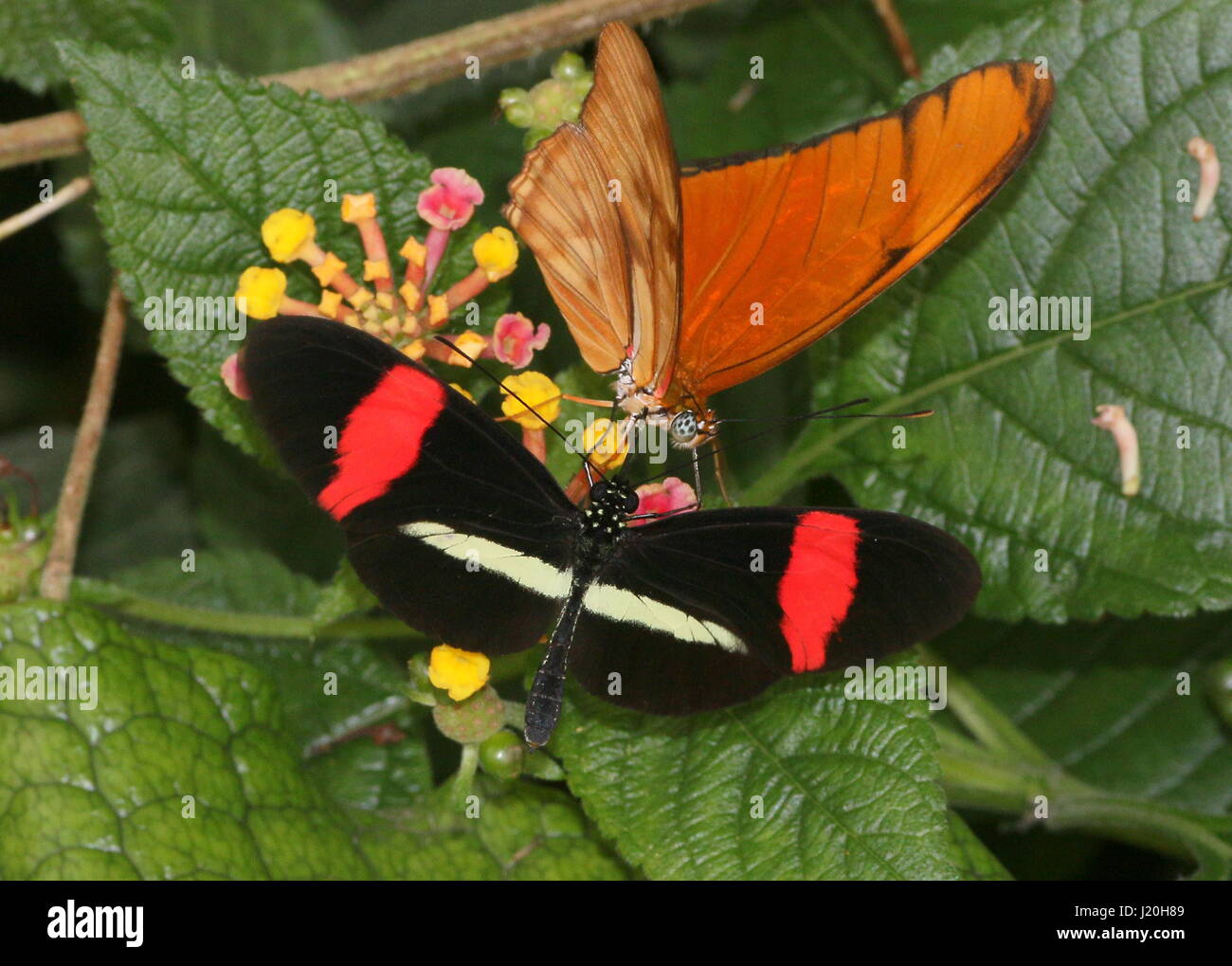 Mexican / South American Red or Small Postman Butterfly (Heliconius ...
