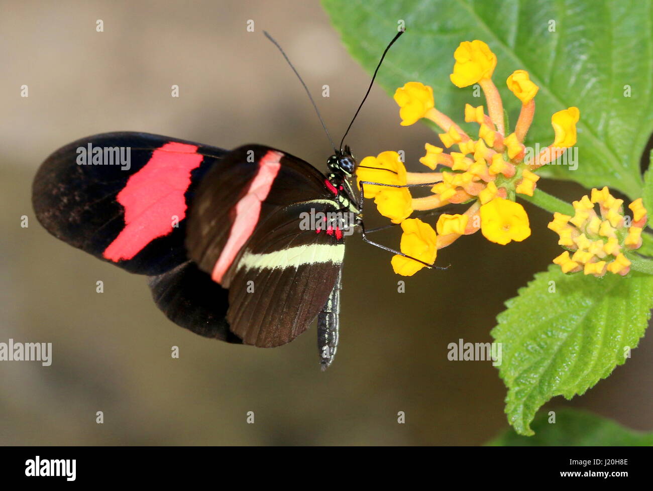 Red postman flower hi-res stock photography and images - Alamy