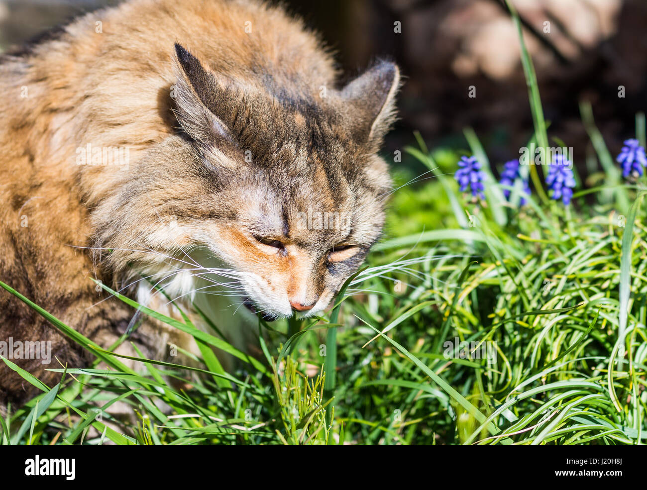 Closeup portrait of calico maine coon cat outside eating green grass by ...