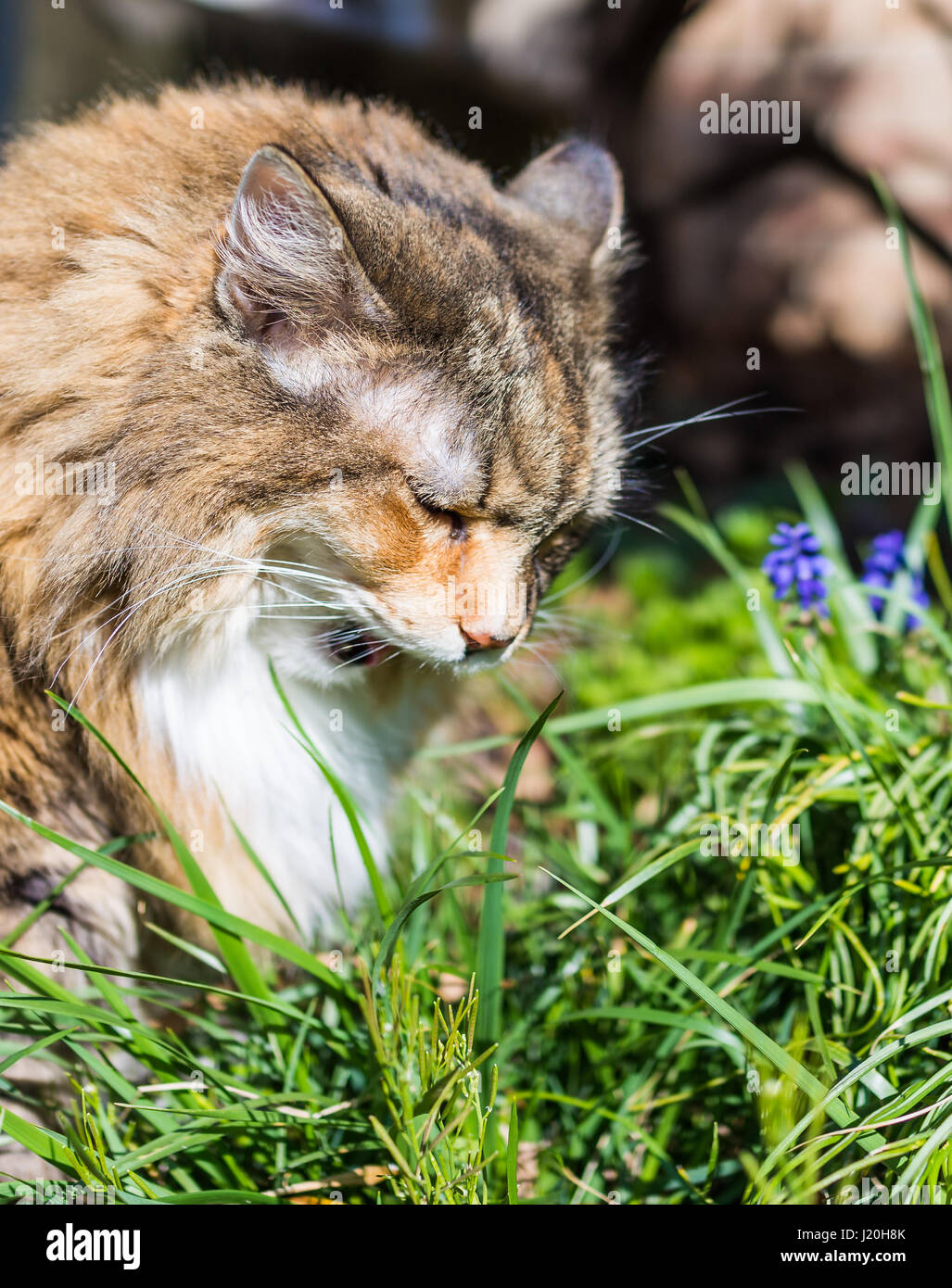 Closeup portrait of calico maine coon cat outside eating green grass by ...