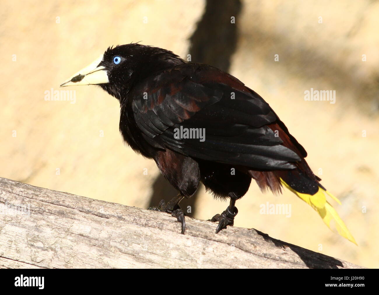South American Crested Oropendola (Psarocolius decumanus Stock Photo ...