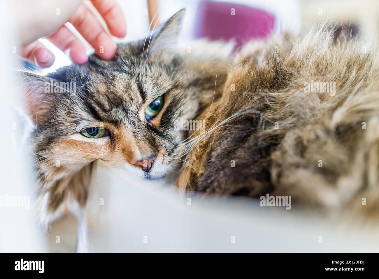 Closeup of hands petting maine coon cat in shoe box Stock Photo - Alamy
