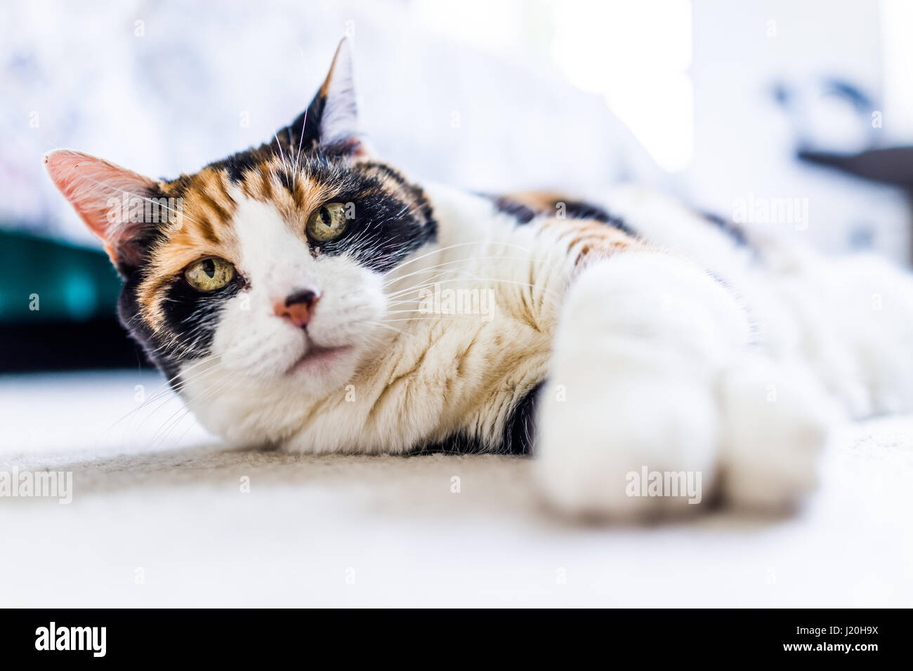 Closeup portrait of angry calico cat face with paws on carpet Stock ...