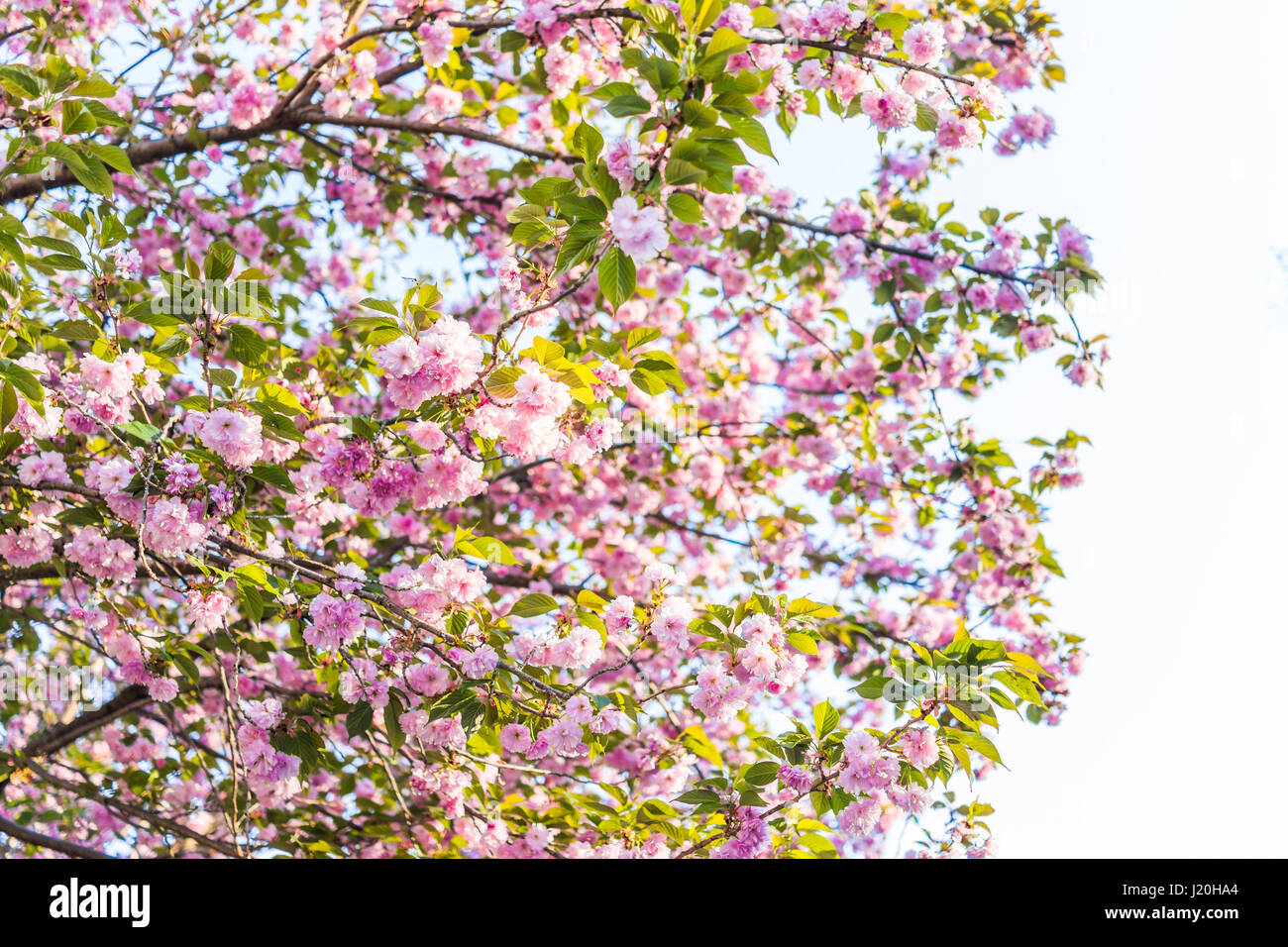 Tree with large pink cherry sakura blossoms and bright green leaves in ...