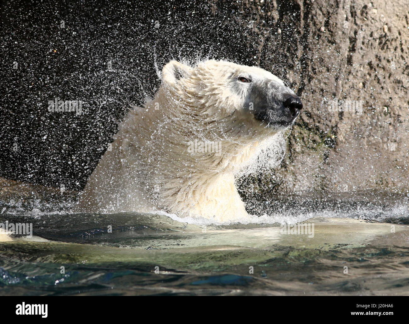 Shrug bear hi-res stock photography and images - Alamy