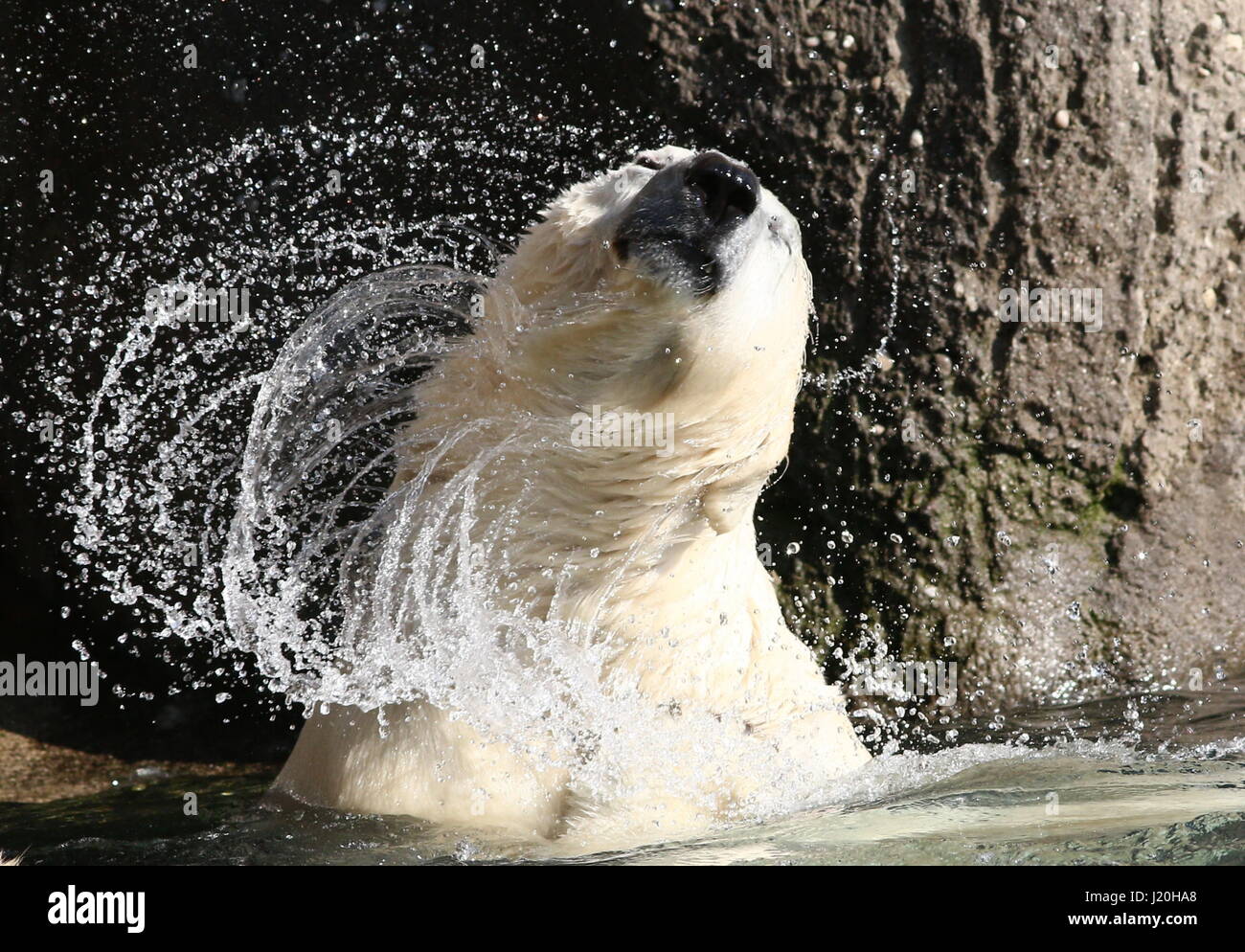 Polar bear shaking water hi-res stock photography and images - Alamy
